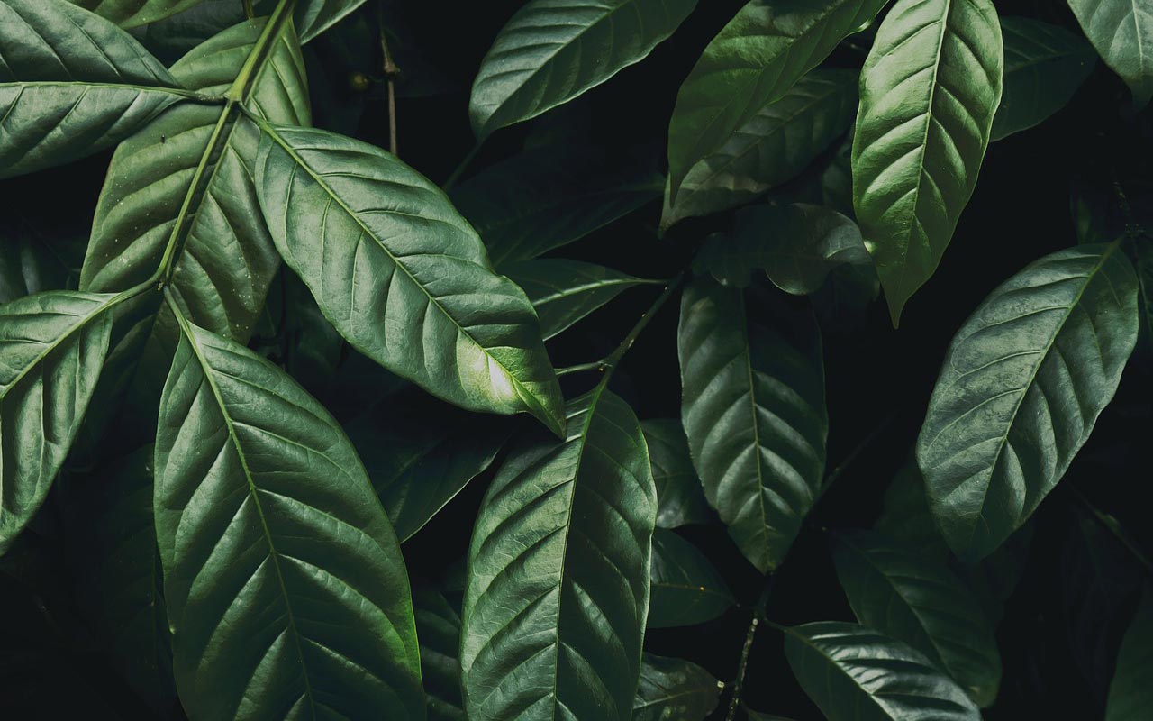 Frequently Asked Questions - Legacy Lab Store